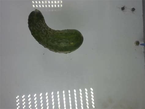 Gherkin Object Detection Dataset By School