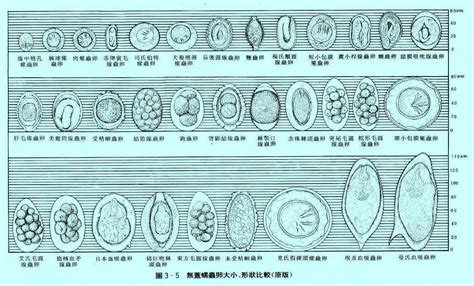 人体寄生虫图册 360百科