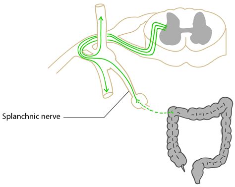 Preganglionic Motor Neuron Diagram Preganglionic Autonomic G