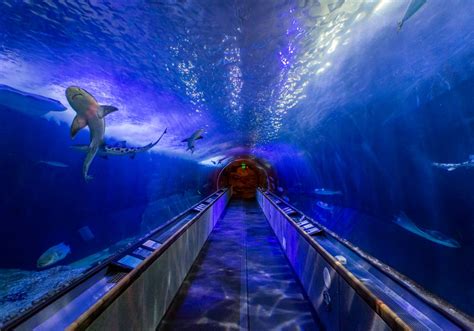 Aquarium Store Fillmore San Francisco At Eva Facy Blog