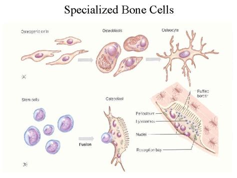 Functions Of Bone Osseous Tissue Structural Support Protection