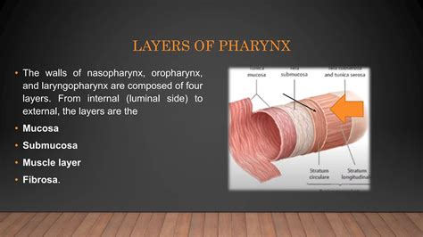 Lecture 3 Digestive System Pharynx Oesphagus Pptx