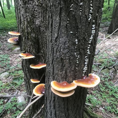 Ganoderma Tsugae Hemlock Reishi Mushrooms Of Ct