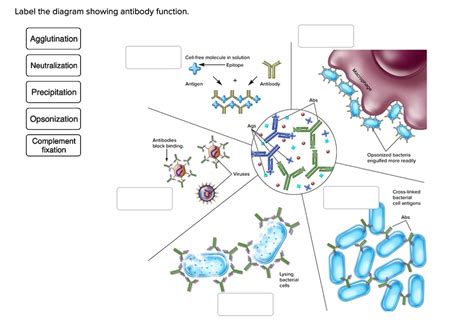 Solved Label The Diagram Showing Antibody Function Label The Diagram Showing Antibody Function
