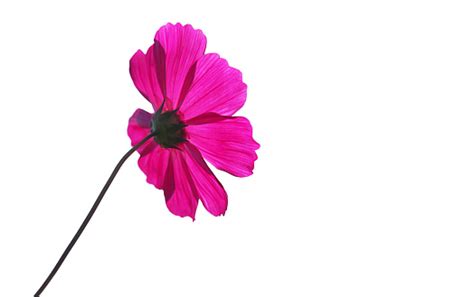 핑크 코스모스 고립 된 꽃 프레임 복사 쓰기 엽서 장식 패턴 아트 예술 용지에 대한 흰색 배경 공간에 윤곽을 잘라 0명에 대한 스톡 사진 및 기타 이미지 Istock