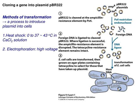 Ppt The Constructed E Coli Plasmid Pbr322 Powerpoint Presentation Free Download Id 2046230