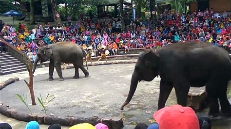 Atraksi Pertunjukkan Gajah Di Taman Safari Prigen Youtube