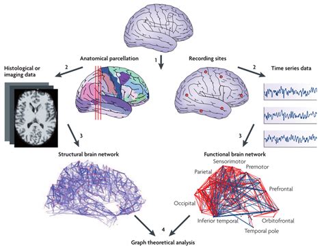 A Methodology For Constructing Brain Networks 1 For A Subject Or