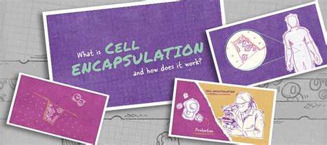 Innovative Approaches Breaking Down Cell Encapsulation Vertex