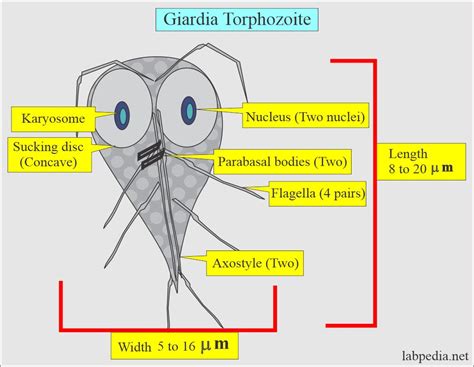 Giardia Lamblia Life Cycle