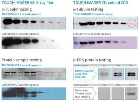 Immunoassay Automated Chemiluminescence Imaging System For Western Blot