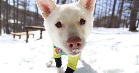 雑種犬図鑑 1オレ様な性格だけど寂しがりや ギャップ萌えな白犬ロッシ 犬や猫ともっと幸せにをコンセプトにしたWEBメディア