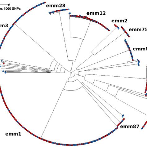 maximum likelihood phylogenetic tree maximum likelihood phylogeny with