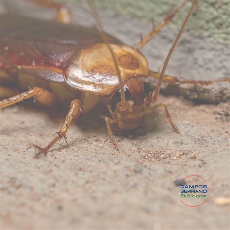 Periplaneta Americana Cucaracha Roja O Americana Campos Serrano Biólogos