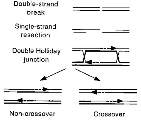 Meiotic Recombination Initiated By A Dna Double Strand Break After Download Scientific Diagram