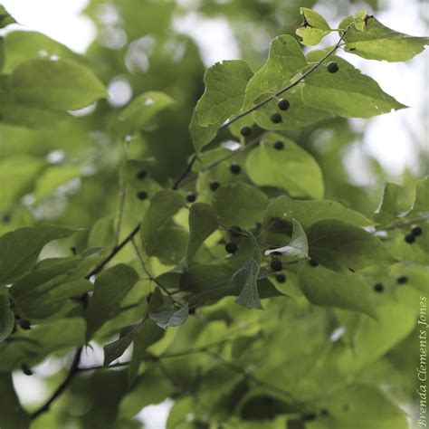 Hackberry Winter Identification Tendrils