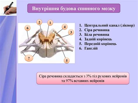 Центральна нервова система людини Спинний мозок Online Presentation