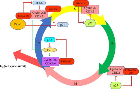 Effects Of Ebv Latent And Lytic Proteins On The Regulation Of Cell
