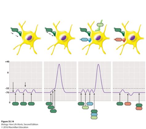 Synapses And Neuronal Integration Flashcards Quizlet