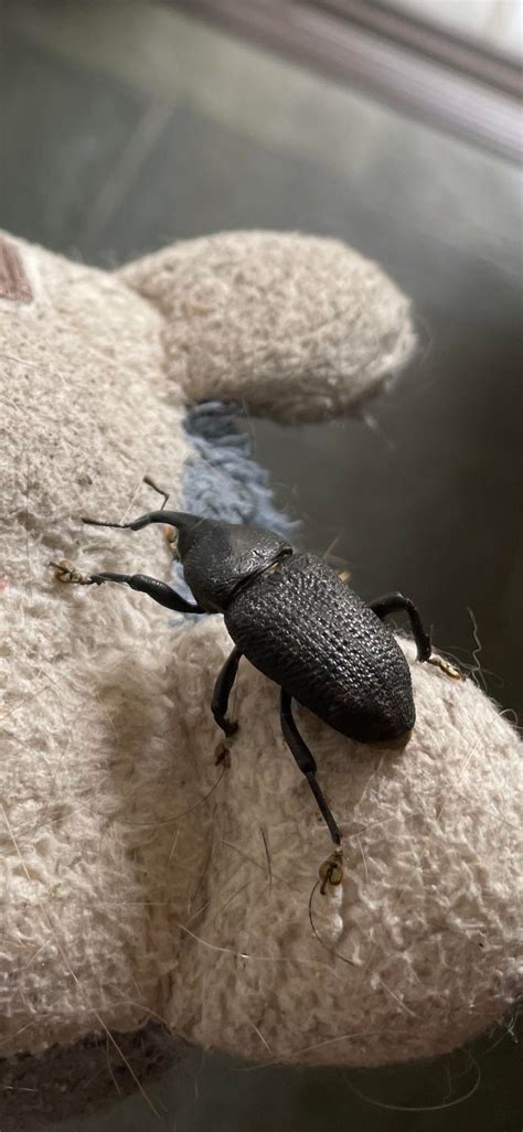 Whats This Bug Singapore R Whatsthisbug