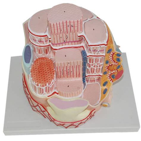 Buy Experimental Teaching Research Tools Skeletal Muscle Fiber Model And Skeletal Nerve Endings