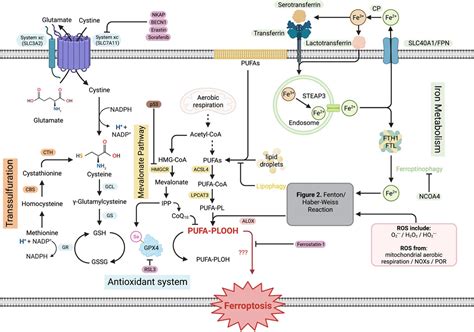 Frontiers More Than A Duologue In Depth Insights Into