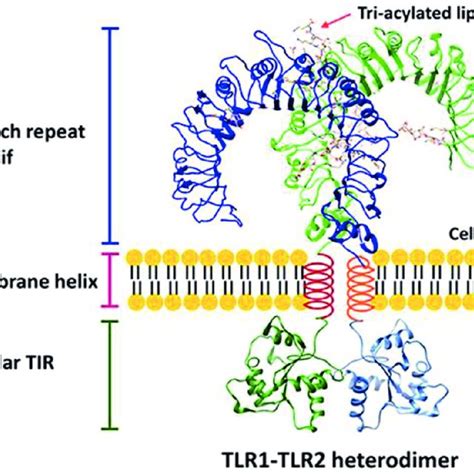 Signaling Pathways Of Tlr Surface And Endosomal Tlrs Bind To Adaptor Download Scientific