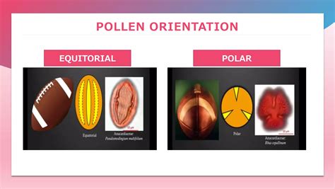 Forensic Palynology Pollen Grains Pptx