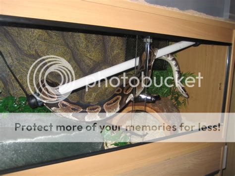 Ball Python Strange Behaviour Hungry Reptile Forums