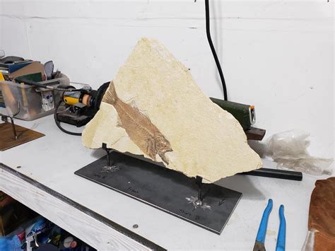 Flat Fossil Display Paleo Fabrication