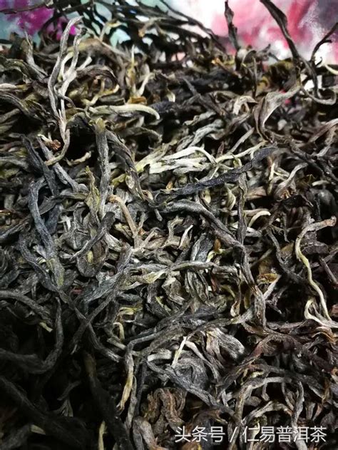 仁易說茶：不亞於老班章的600年樹齡高杆古樹單株賞析 每日頭條