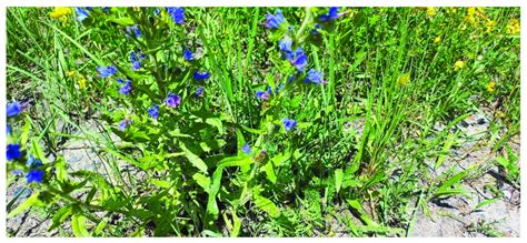 Example Of A Spontaneous Vegetation Patch Composed Of Echium Vulgare Download Scientific