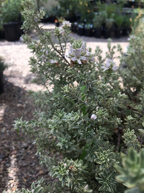 Westringia Fruticosa ‘smokey Smokey Coast Rosemary Plant Material