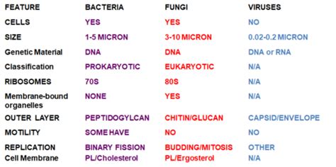 124 Microbiology Fungal Pathogens Of The Respiratory System