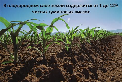 Что такое гуминовая кислота? В чем польза? - Диптера