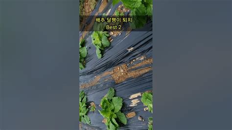배추 달팽이 퇴치방법 Best2 Shorts Youtube