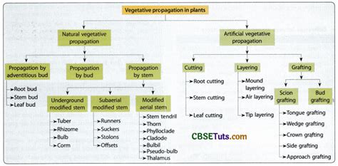 Vegetative Propagation In Plants Characteristics And Types Cbse Tuts