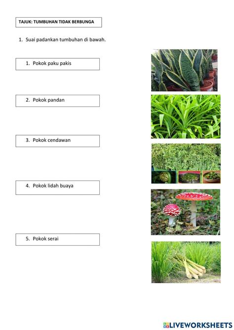 Tumbuhan Tidak Berbunga Activity Live Worksheets