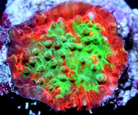 Pick Your Own Build Your Own Frag Package Get 3 Free Reef2reef