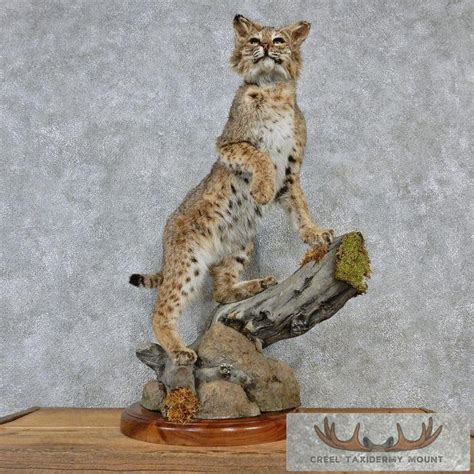 Standing Bobcat Mount For Sale Creel Taxidermy