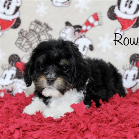 Pocket Cockapoo Love My Puppy Boca Raton