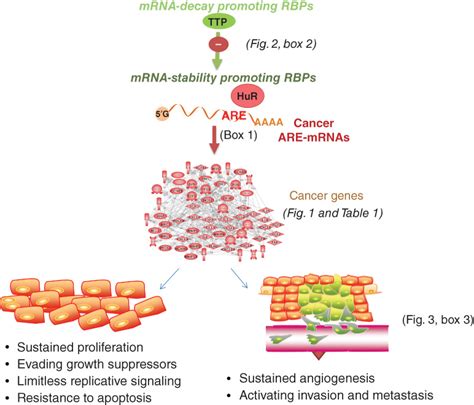 Wires Rna Vol 8 No 1