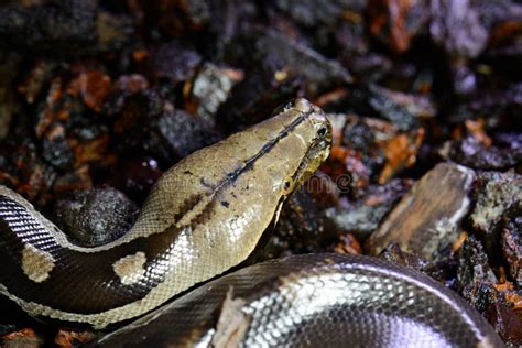 Blood Python Python Curtus Stock Image Image Of Nature Boidae 54120833