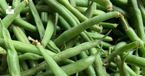 그린 켄터키 콩 사진 Unsplash의 무료 레호보스 비치 이미지