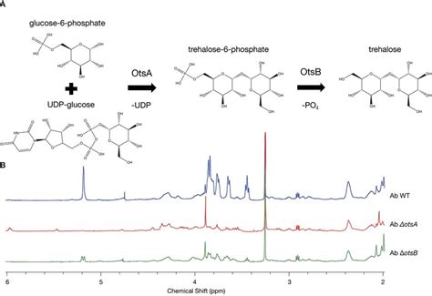 Trehalose Synthesis Pathway Mutants In A Baumannii Ab5075 Show Altered
