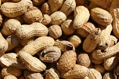 Are Peanuts Nuts Drbeckmann