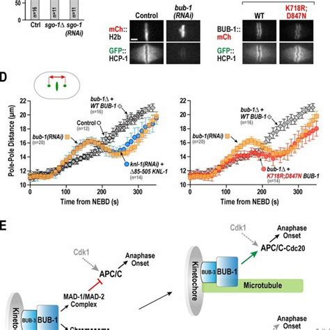 The Anaphase Promotion Function Of Bub 1 Can Be Uncoupled From Its Role Download Scientific