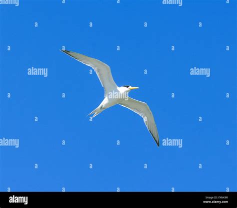 Crested Tern Thalasseus Bergii Formerly Sterna Bergii Goolwa South