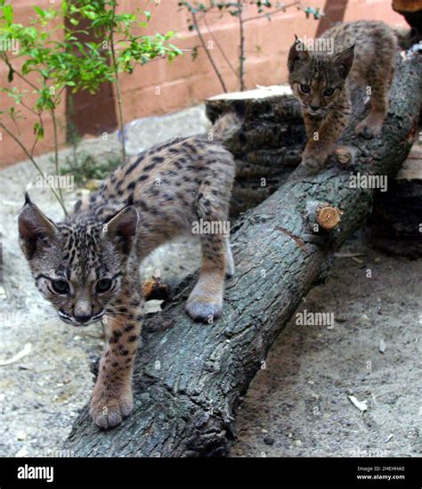 Iberian Lynx Kitten