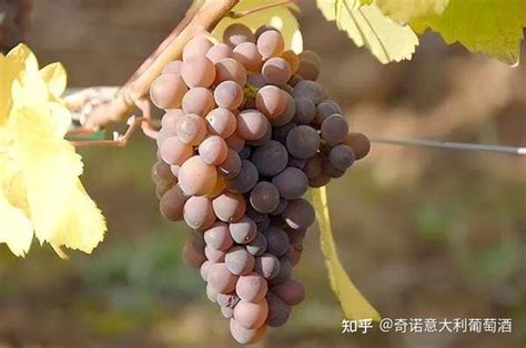 灰皮诺葡萄酒的3大风格，你pick哪一种？ 知乎